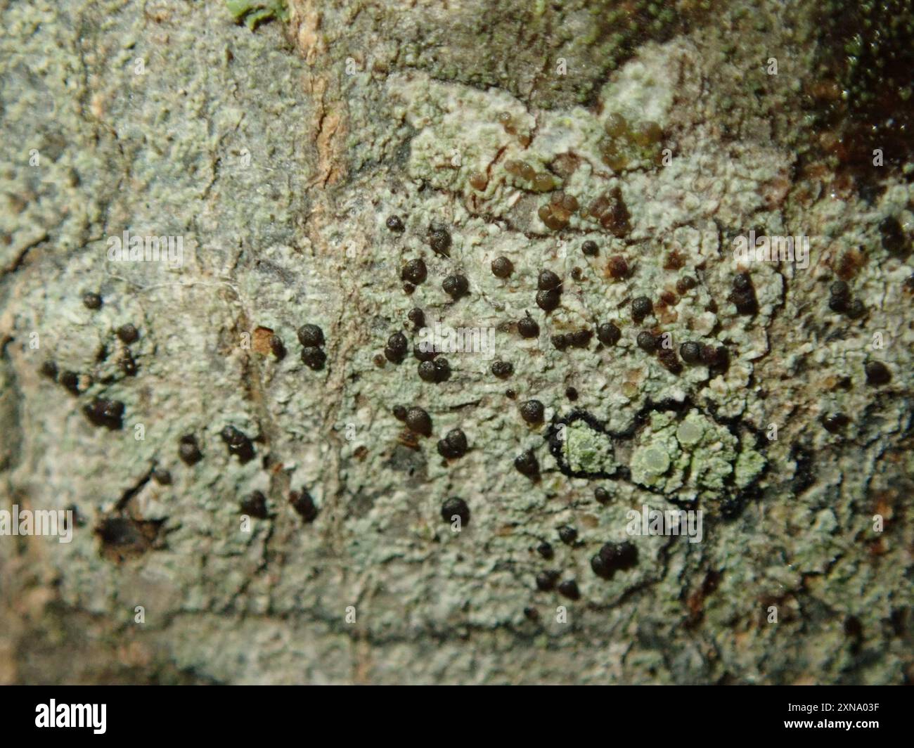Variable Brown Dotlets (Lecidea varians) Fungi Stock Photo - Alamy