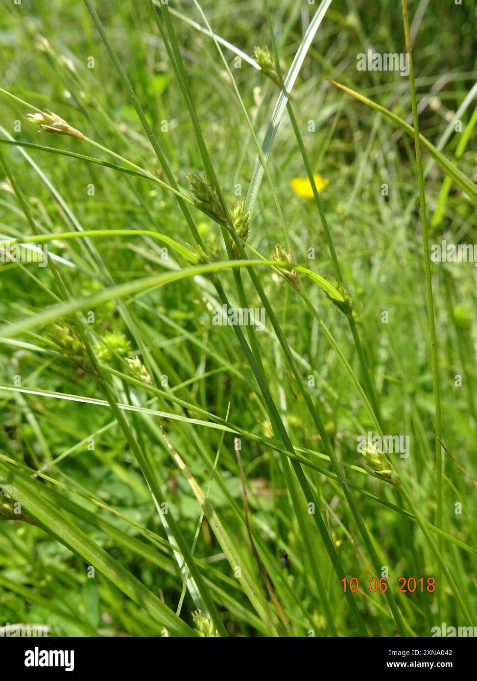 Remote Sedge (Carex remota) Plantae Stock Photo - Alamy