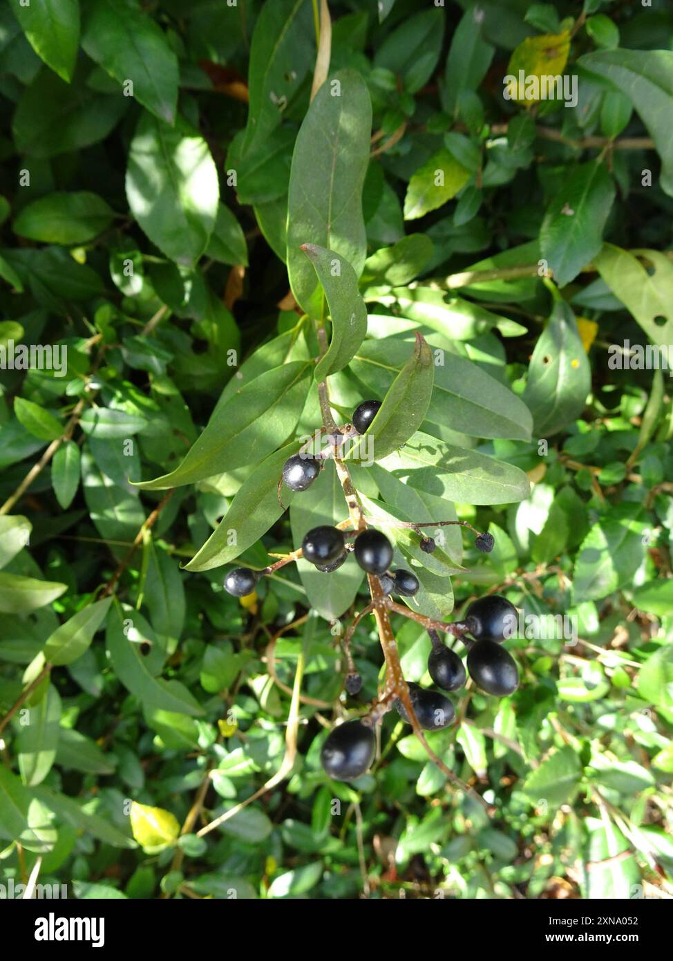 Common Privet (Ligustrum vulgare) Plantae Stock Photo - Alamy