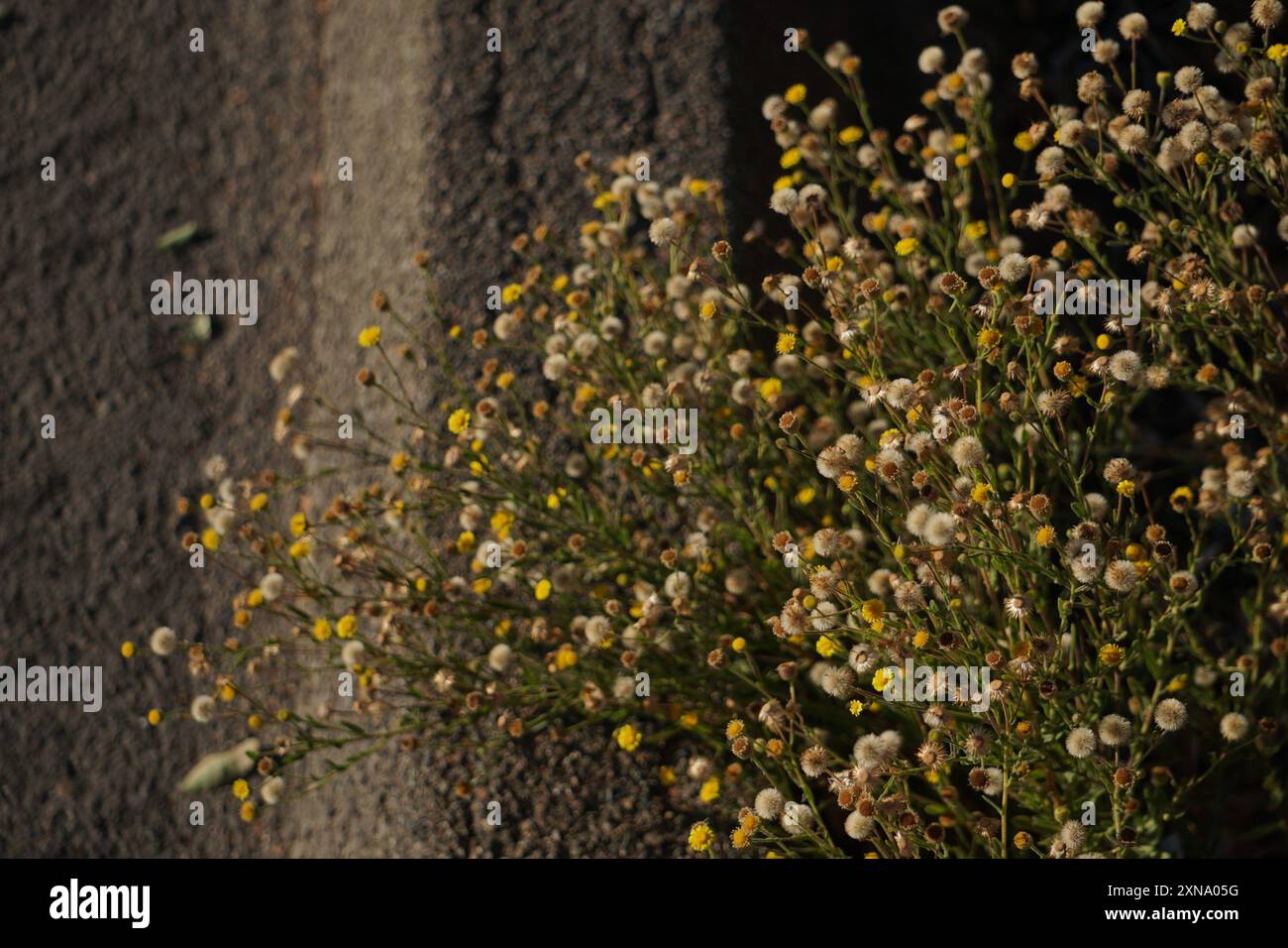 Spanish False Fleabane (Pulicaria paludosa) Plantae Stock Photo - Alamy