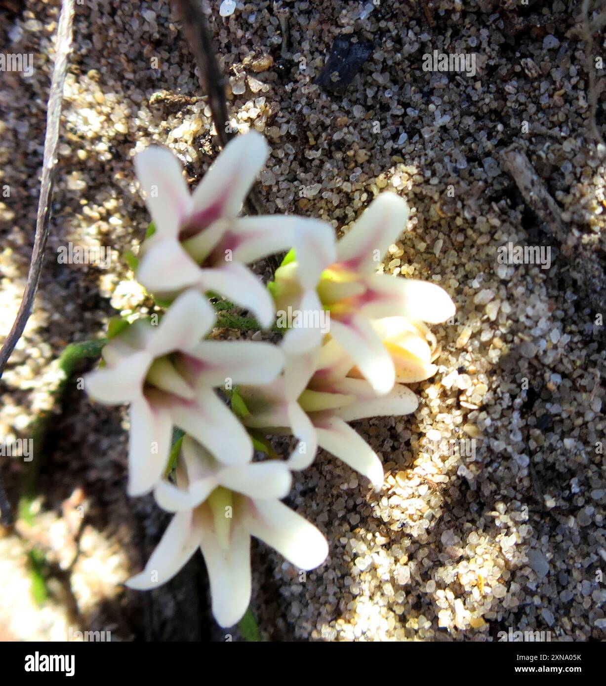 Garden Route Klimop (Astephanus zeyheri) Plantae Stock Photo - Alamy