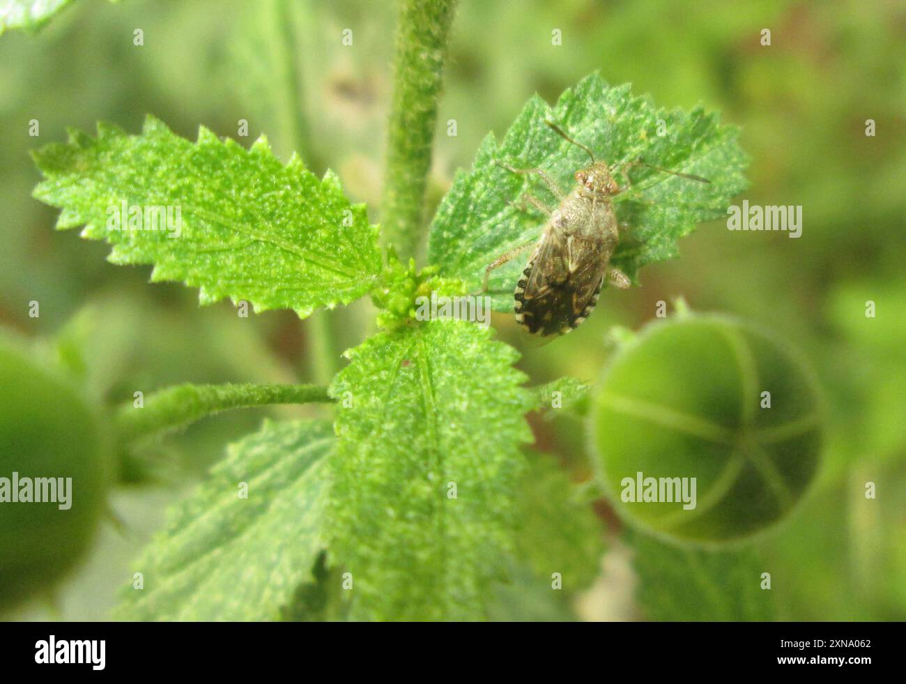 Tiny White Wild Hibiscus (Hibiscus micranthus) Plantae Stock Photo - Alamy