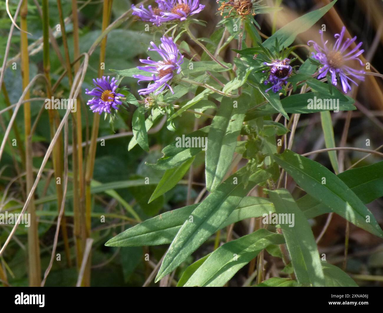 American asters (Symphyotrichum) Plantae Stock Photo - Alamy