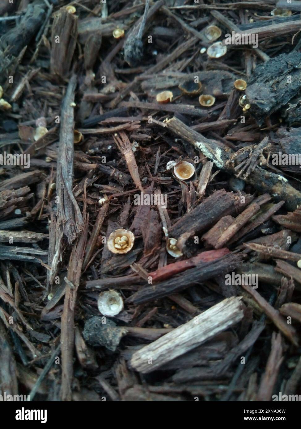 common bird's nest fungus (Crucibulum laeve) Fungi Stock Photo - Alamy
