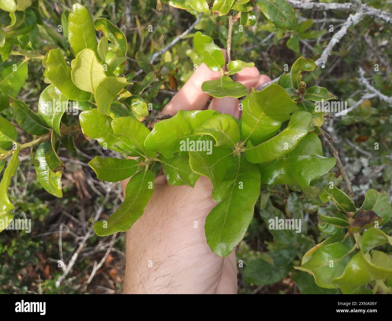 Quercus Chapmanii Bark The Little Oaks Part I UF/IFAS Extension