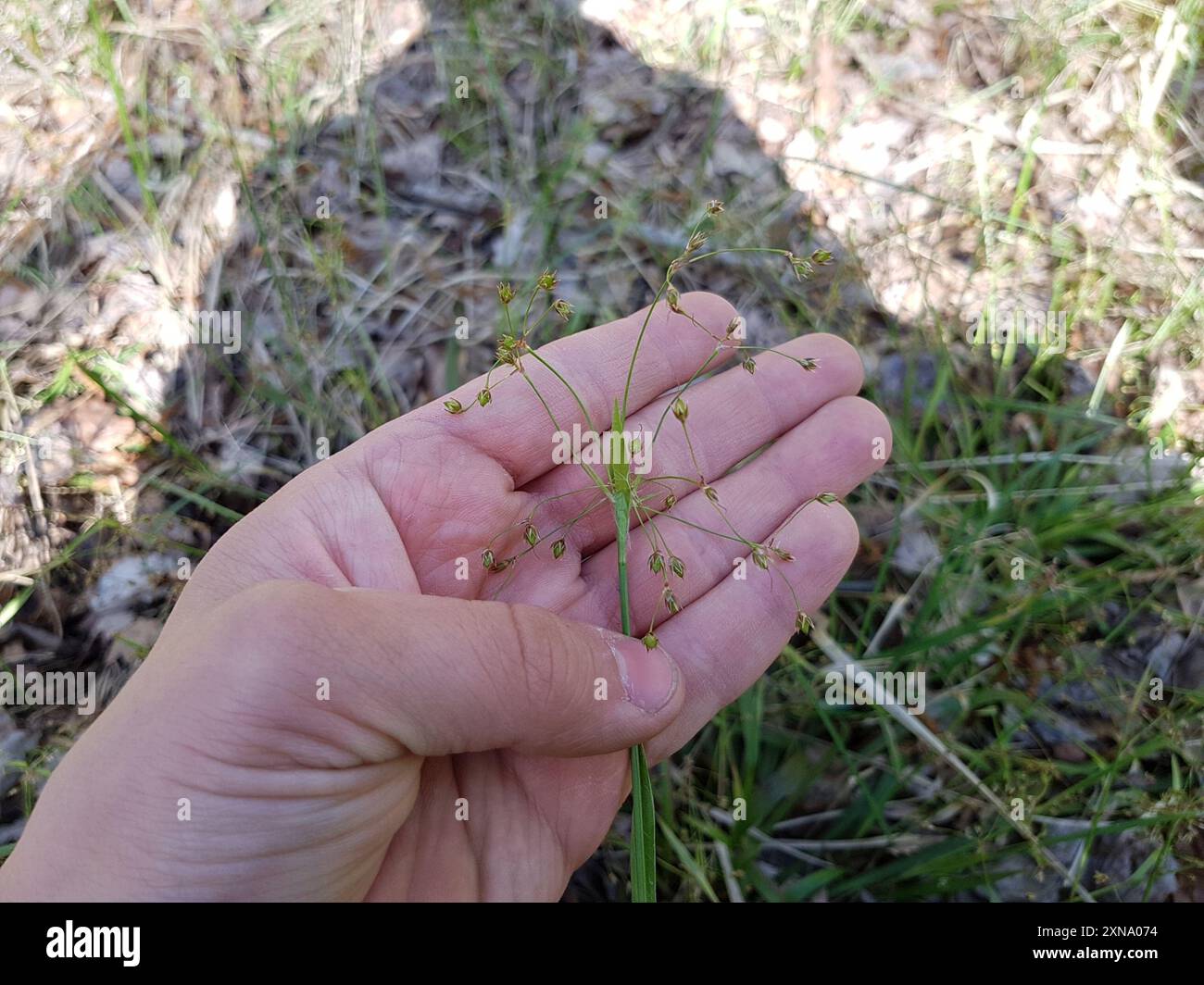 Hairy Woodrush (Luzula pilosa) Plantae Stock Photo - Alamy
