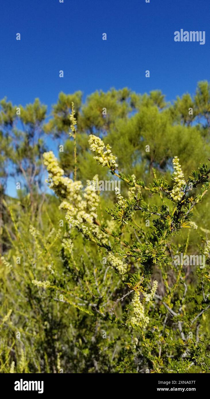 chamise (Adenostoma fasciculatum) Plantae Stock Photo - Alamy