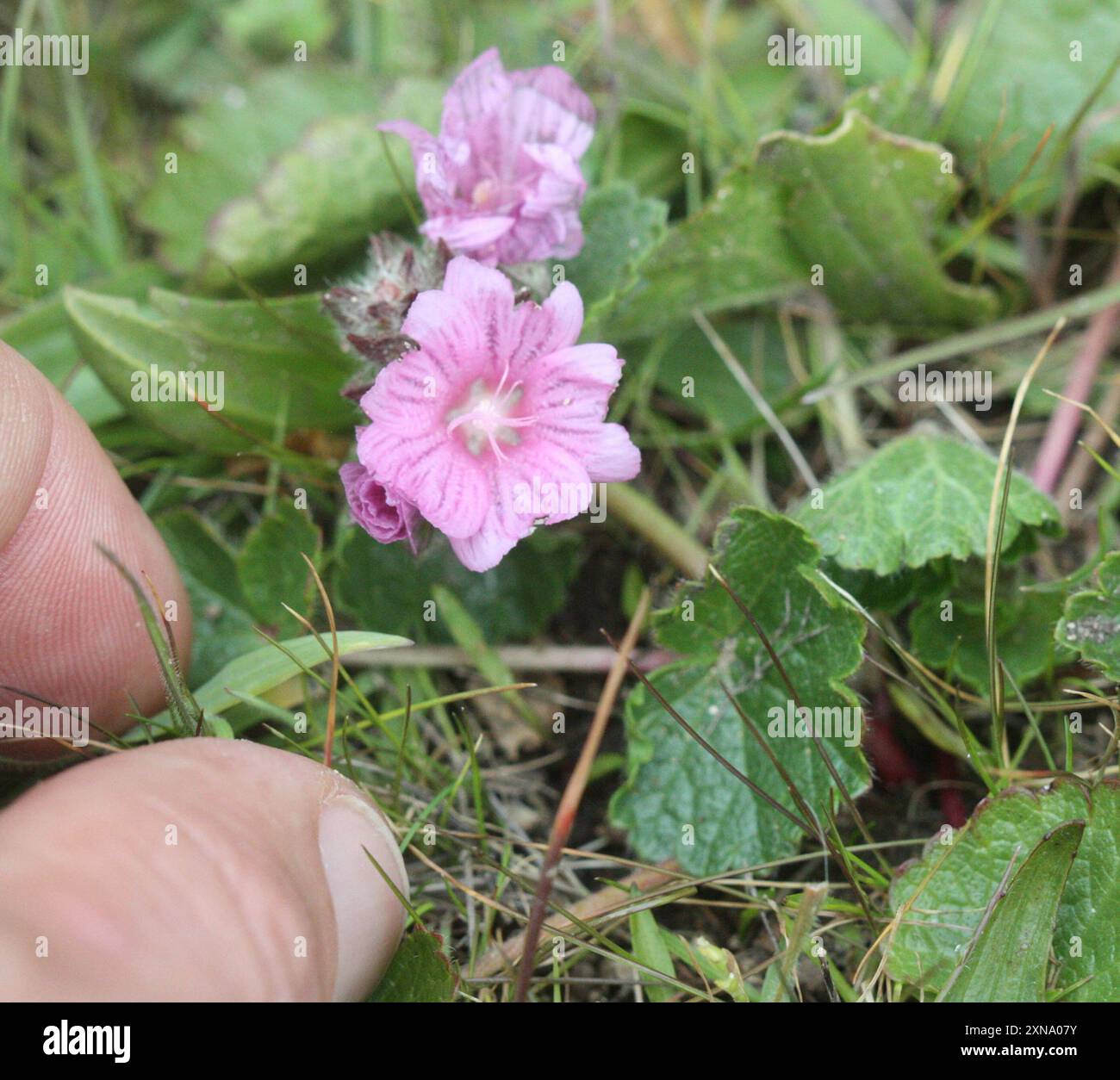 checkerbloom (Sidalcea malviflora) Plantae Stock Photo - Alamy