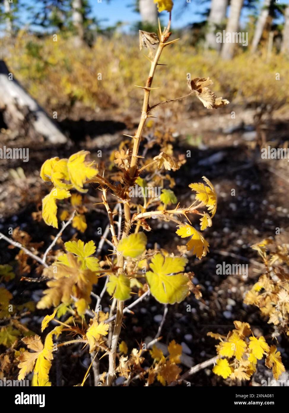 mountain gooseberry (Ribes montigenum) Plantae Stock Photo - Alamy