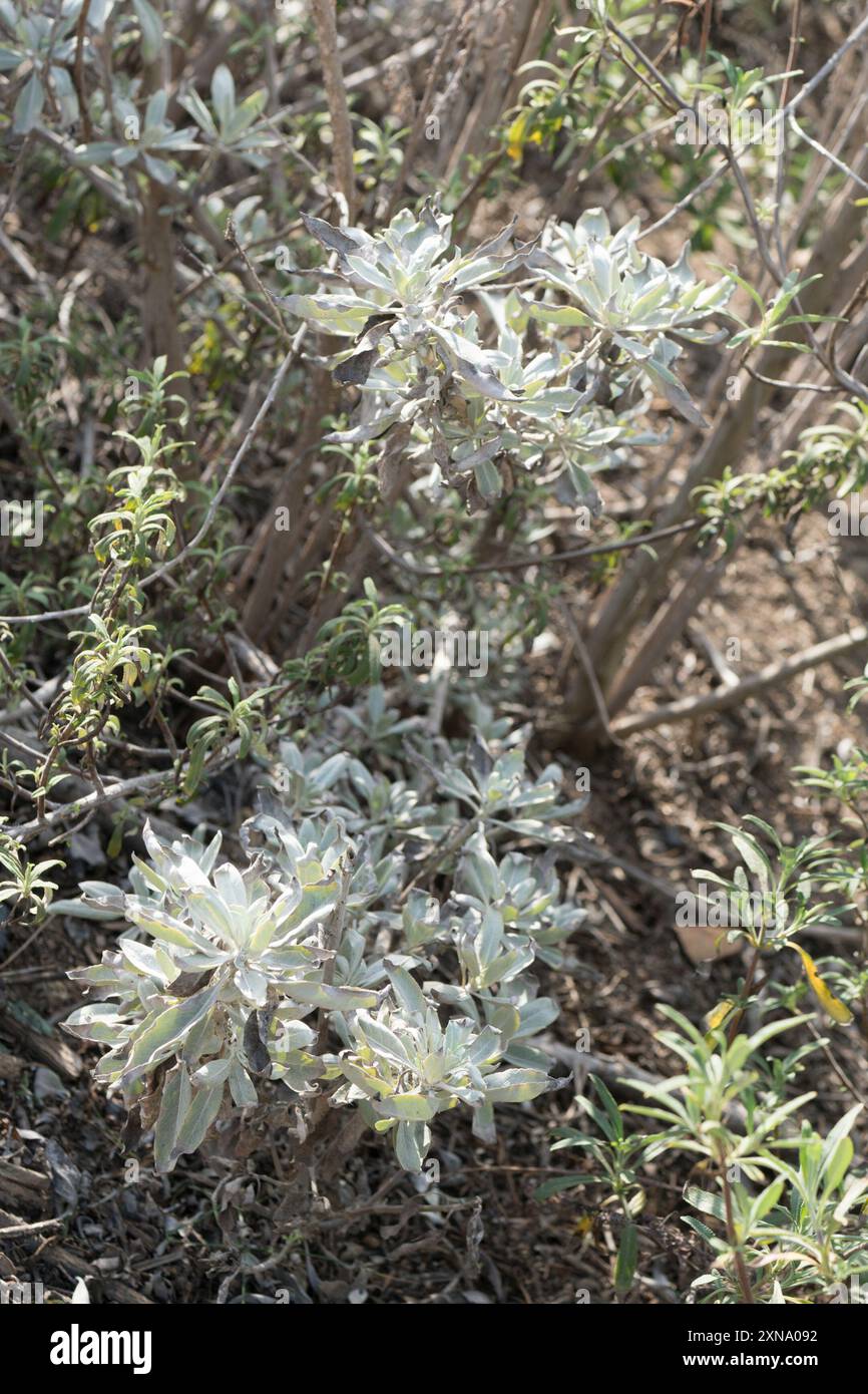 white sage (Salvia apiana) Plantae Stock Photo - Alamy