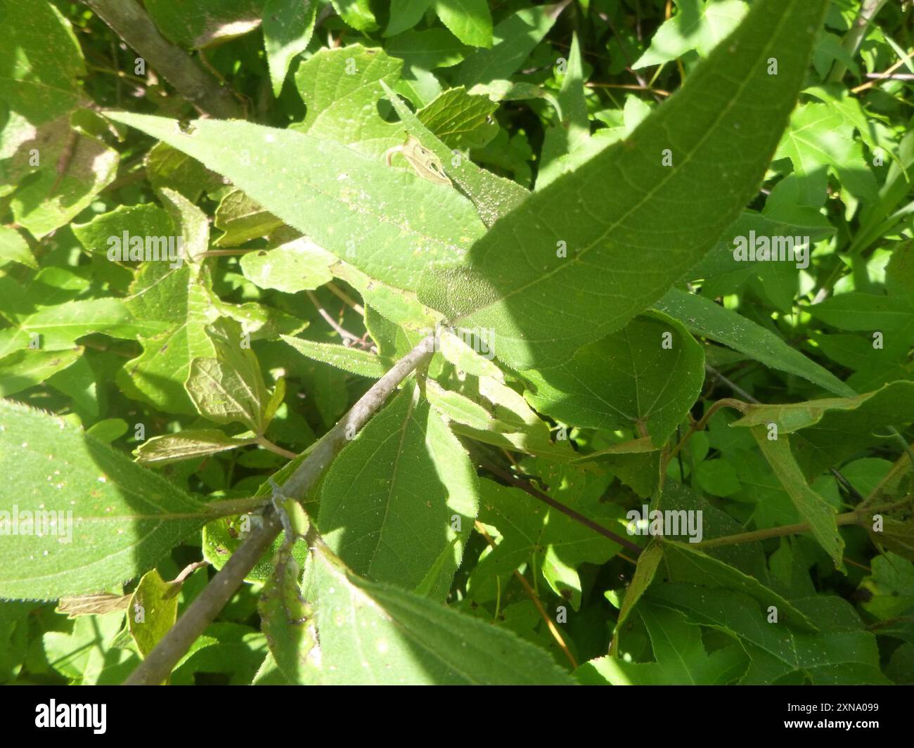 stiff-hair sunflower (Helianthus hirsutus) Plantae Stock Photo - Alamy
