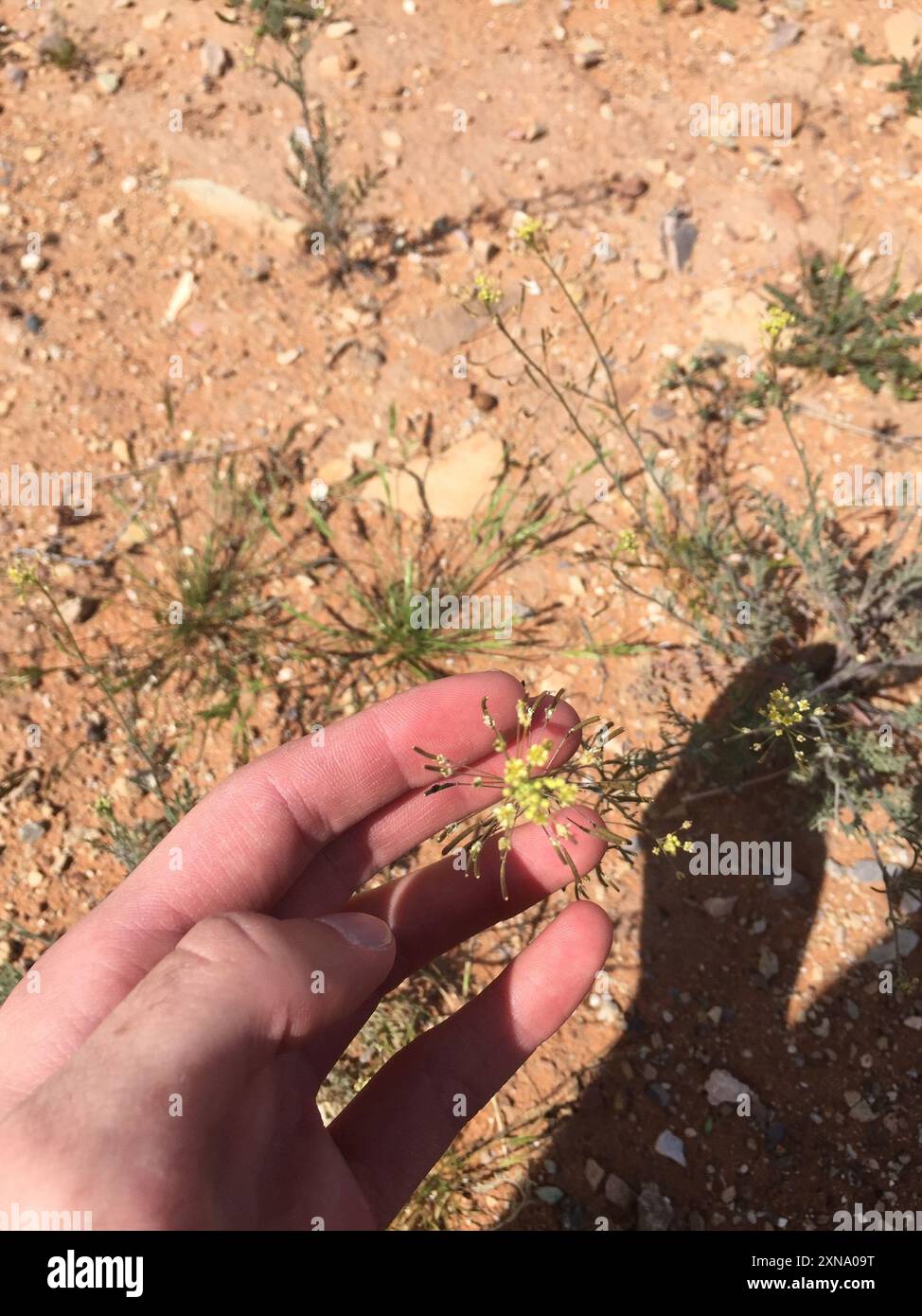 Western Tansymustard (Descurainia pinnata) Plantae Stock Photo - Alamy