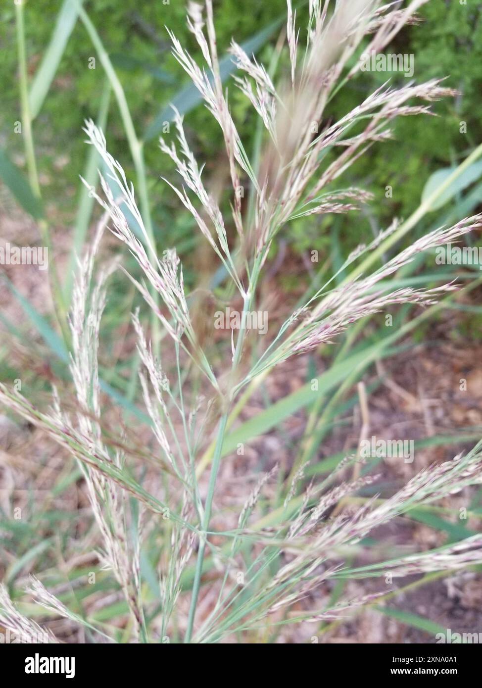 grasses (Poaceae) Plantae Stock Photo - Alamy