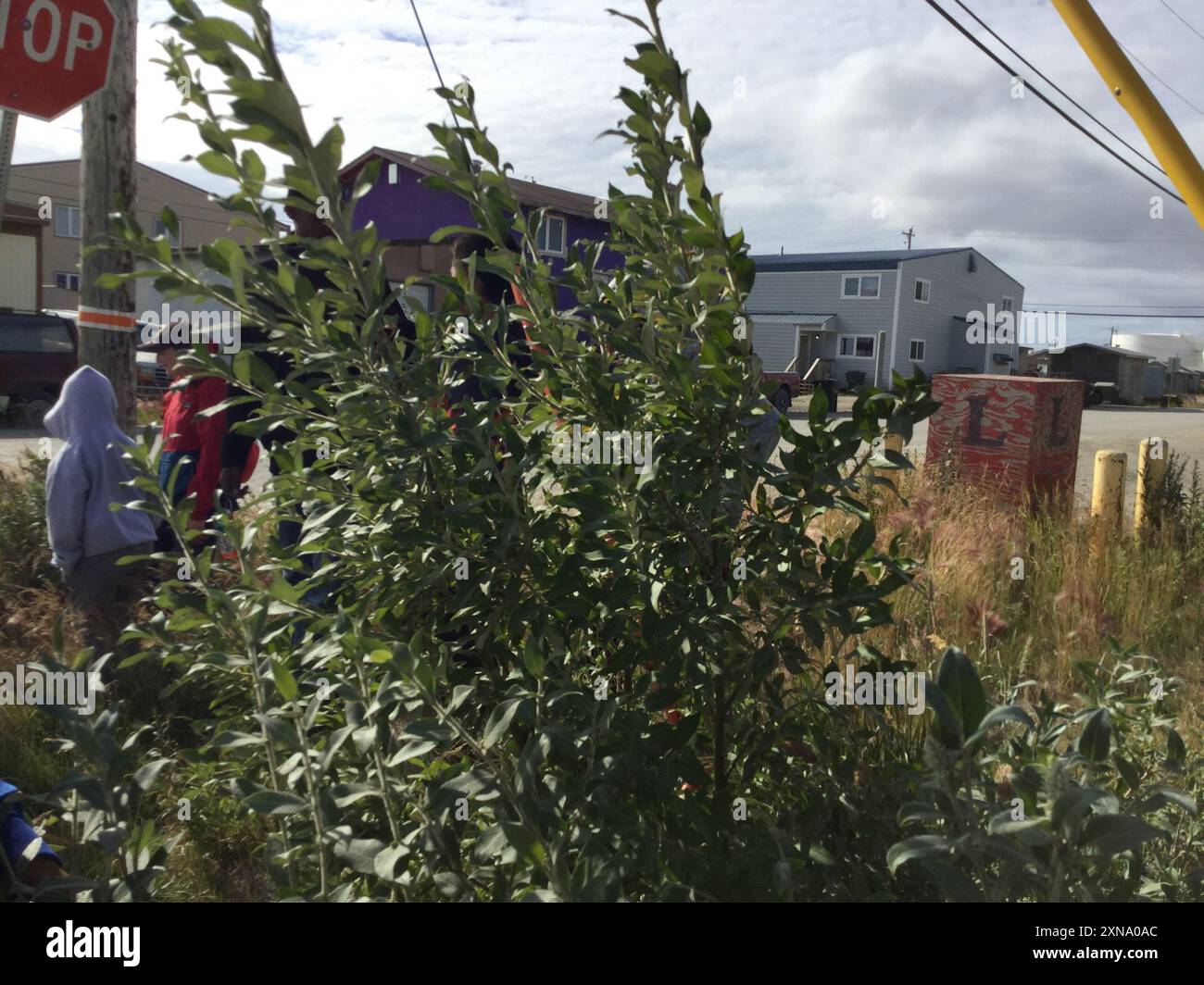 Foxtail Barley (Hordeum jubatum) Plantae Stock Photo - Alamy