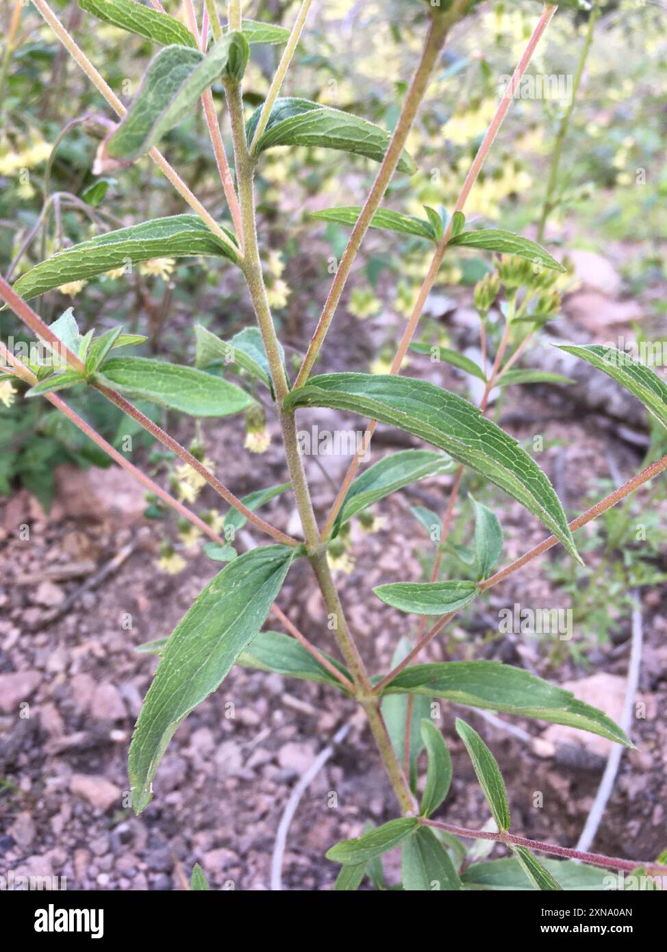 Candyleaf hi-res stock photography and images - Alamy