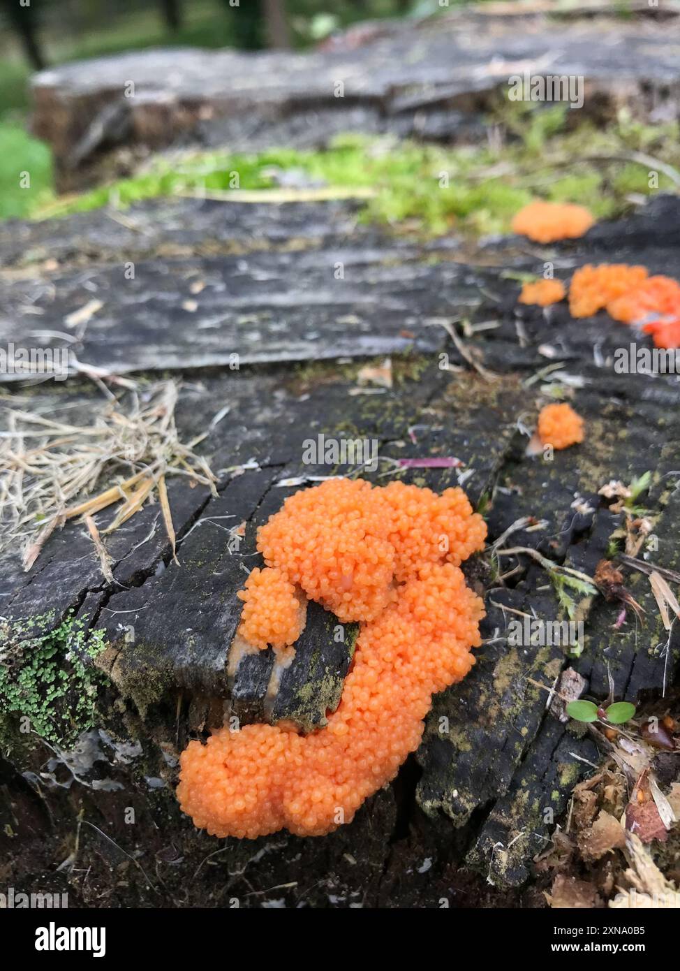 Red Raspberry Slime Mold (Tubifera ferruginosa) Protozoa Stock Photo ...