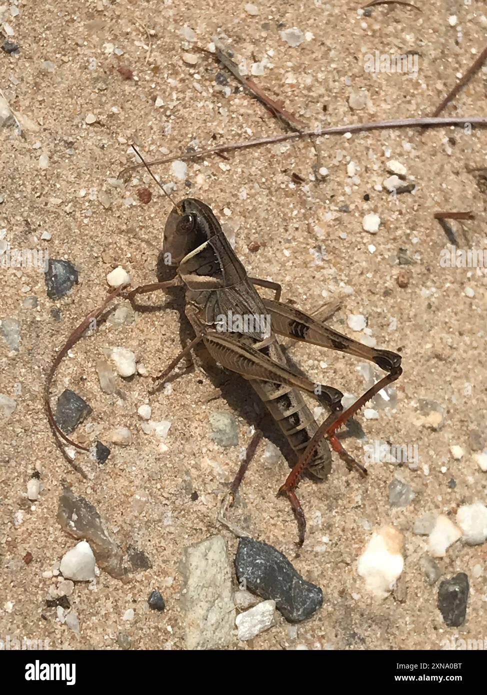 Short-winged Boopie (Boopedon auriventris) Insecta Stock Photo - Alamy