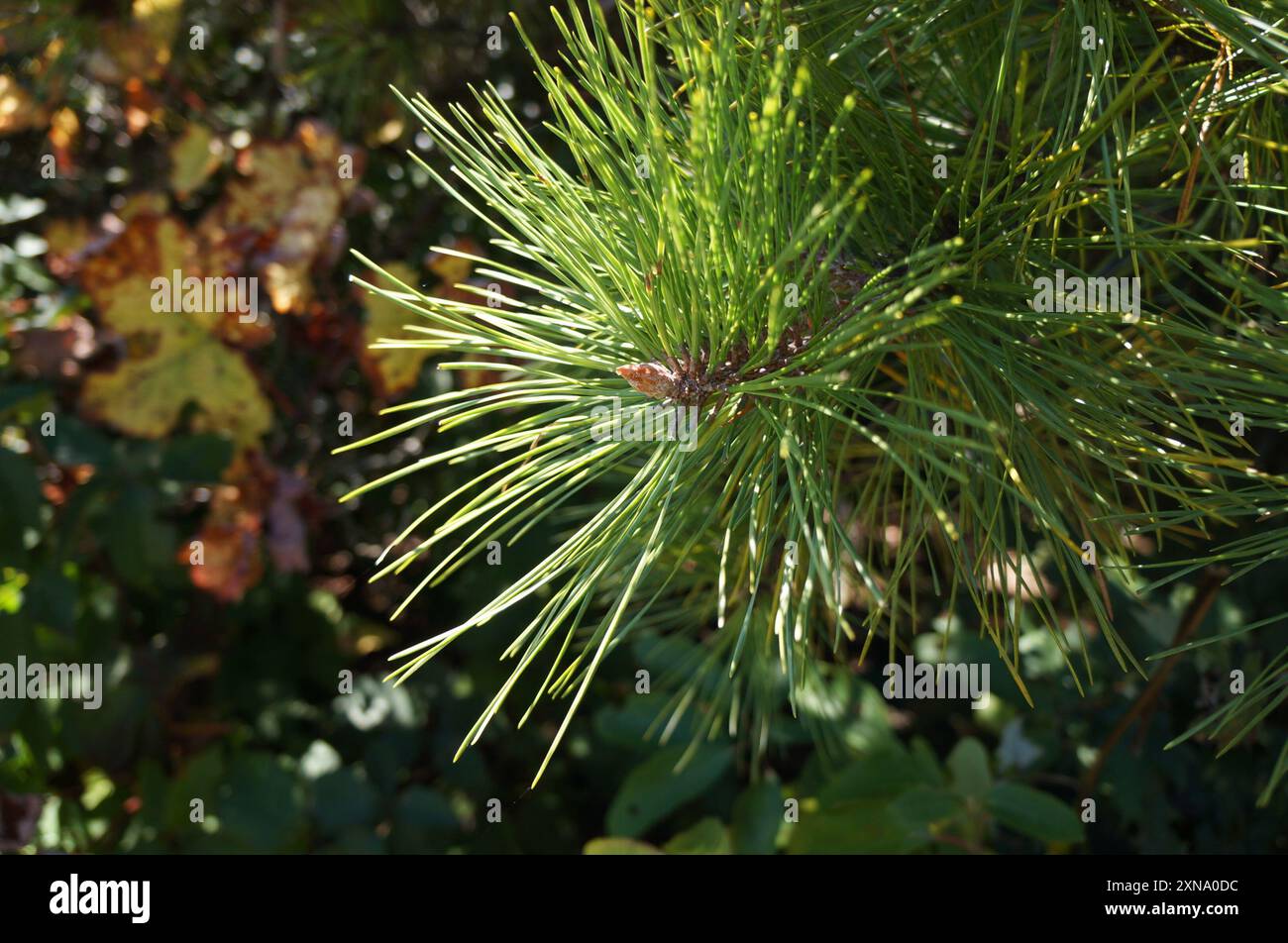 pitch pine (Pinus rigida) Plantae Stock Photo - Alamy