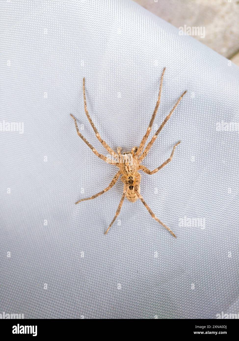 Mediterranean Spiny False Wolf Spider (Zoropsis spinimana) Arachnida ...