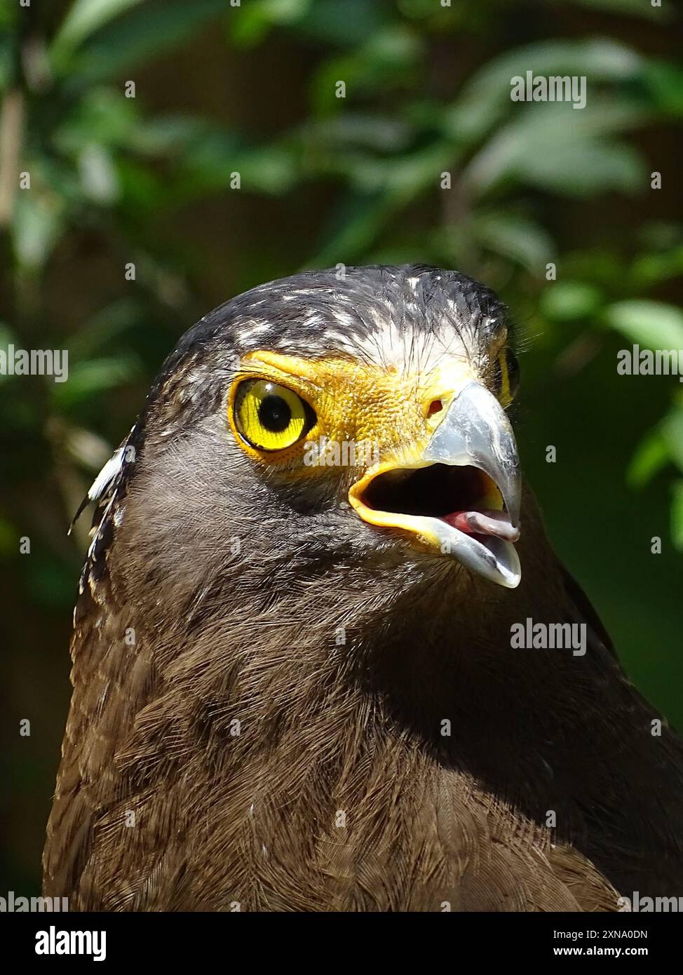 Crested Serpent-Eagle (Spilornis cheela) Aves Stock Photo - Alamy