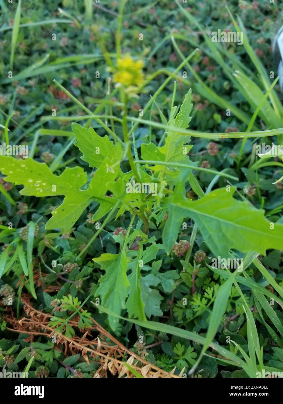 London rocket (Sisymbrium irio) Plantae Stock Photo - Alamy