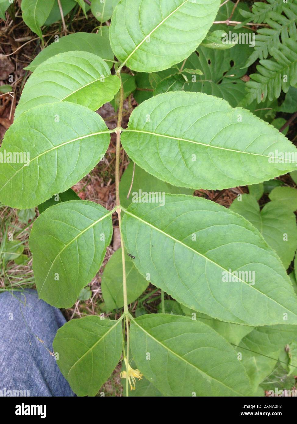 northern bush honeysuckle (Diervilla lonicera) Plantae Stock Photo - Alamy