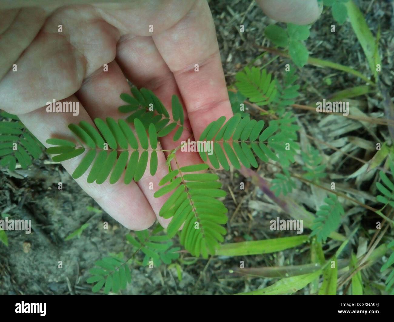 sensitive and partridge peas (Chamaecrista) Plantae Stock Photo - Alamy