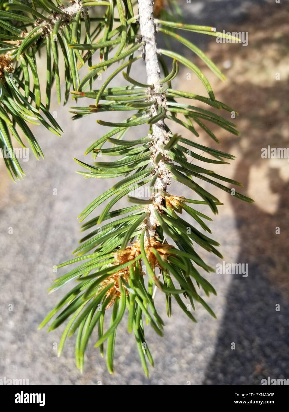 Colorado Pinyon (Pinus edulis) Plantae Stock Photo - Alamy