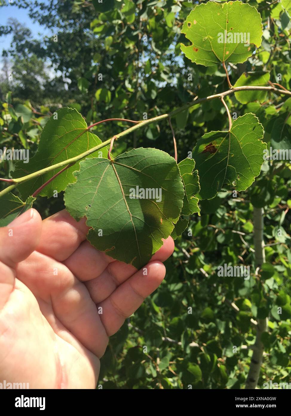 trembling aspen (Populus tremuloides) Plantae Stock Photo - Alamy