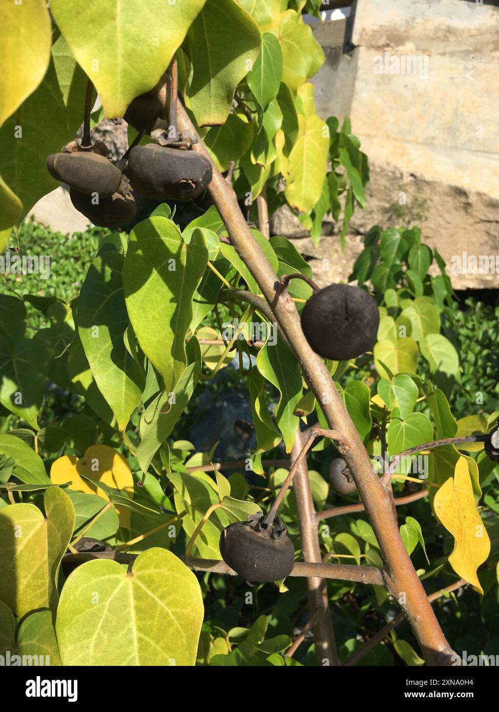 Portia tree (Thespesia populnea) Plantae Stock Photo - Alamy