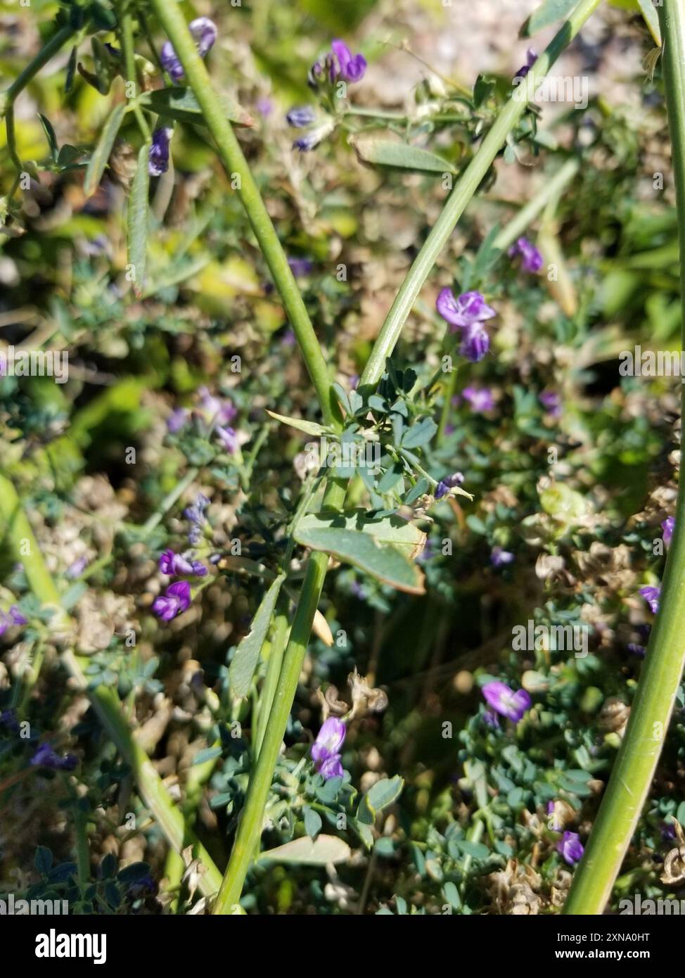 Alfalfa (Medicago sativa) Plantae Stock Photo - Alamy