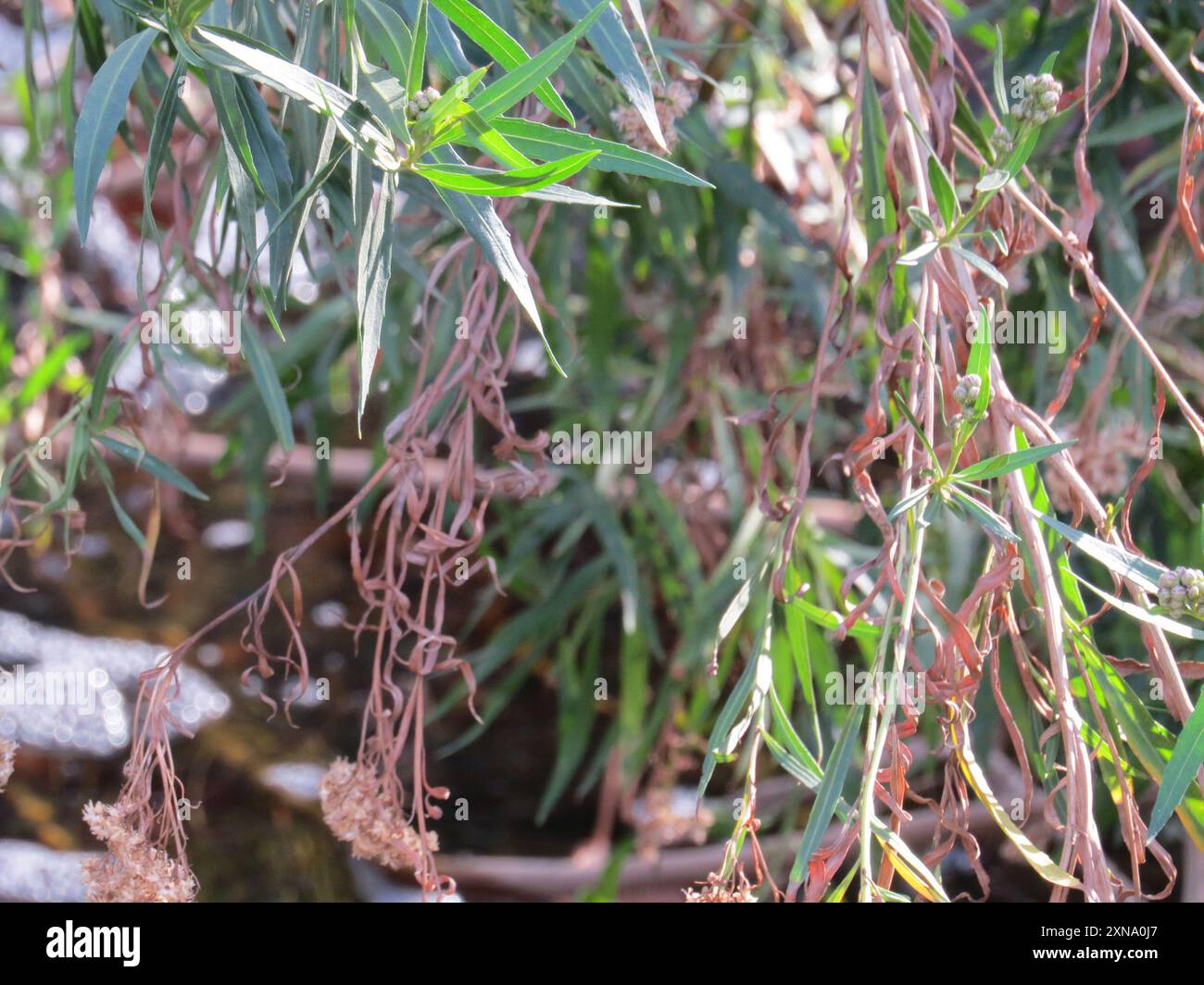 mule fat (Baccharis salicifolia) Plantae Stock Photo - Alamy