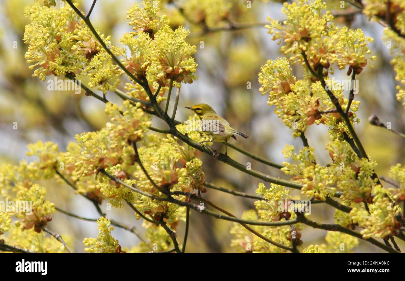 Prairie Warbler (Setophaga discolor) Aves Stock Photo - Alamy
