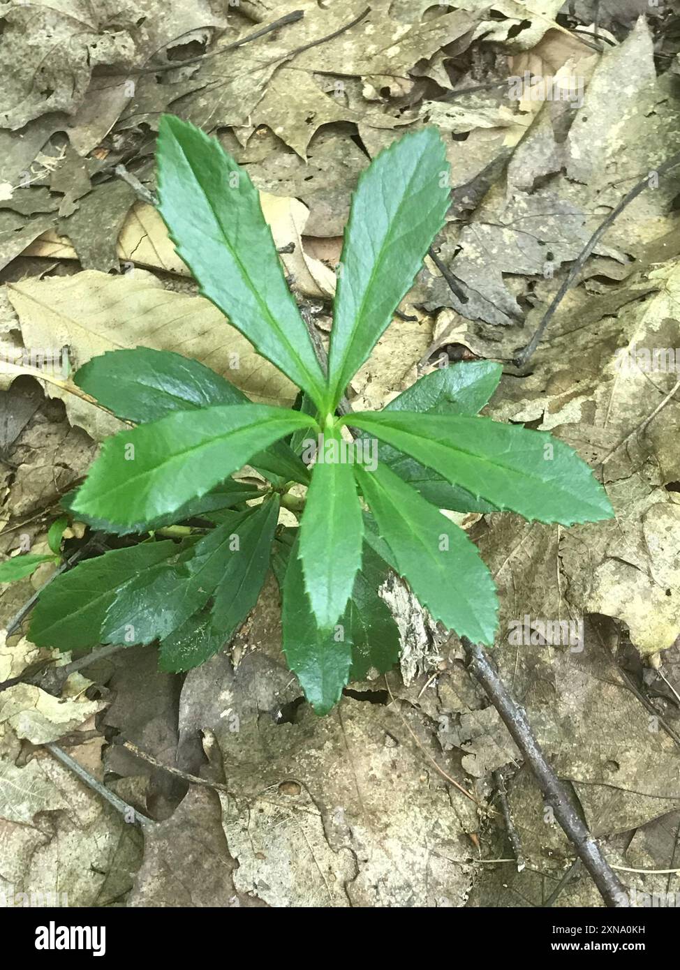 Common Wintergreen (Chimaphila umbellata cisatlantica) Plantae Stock ...
