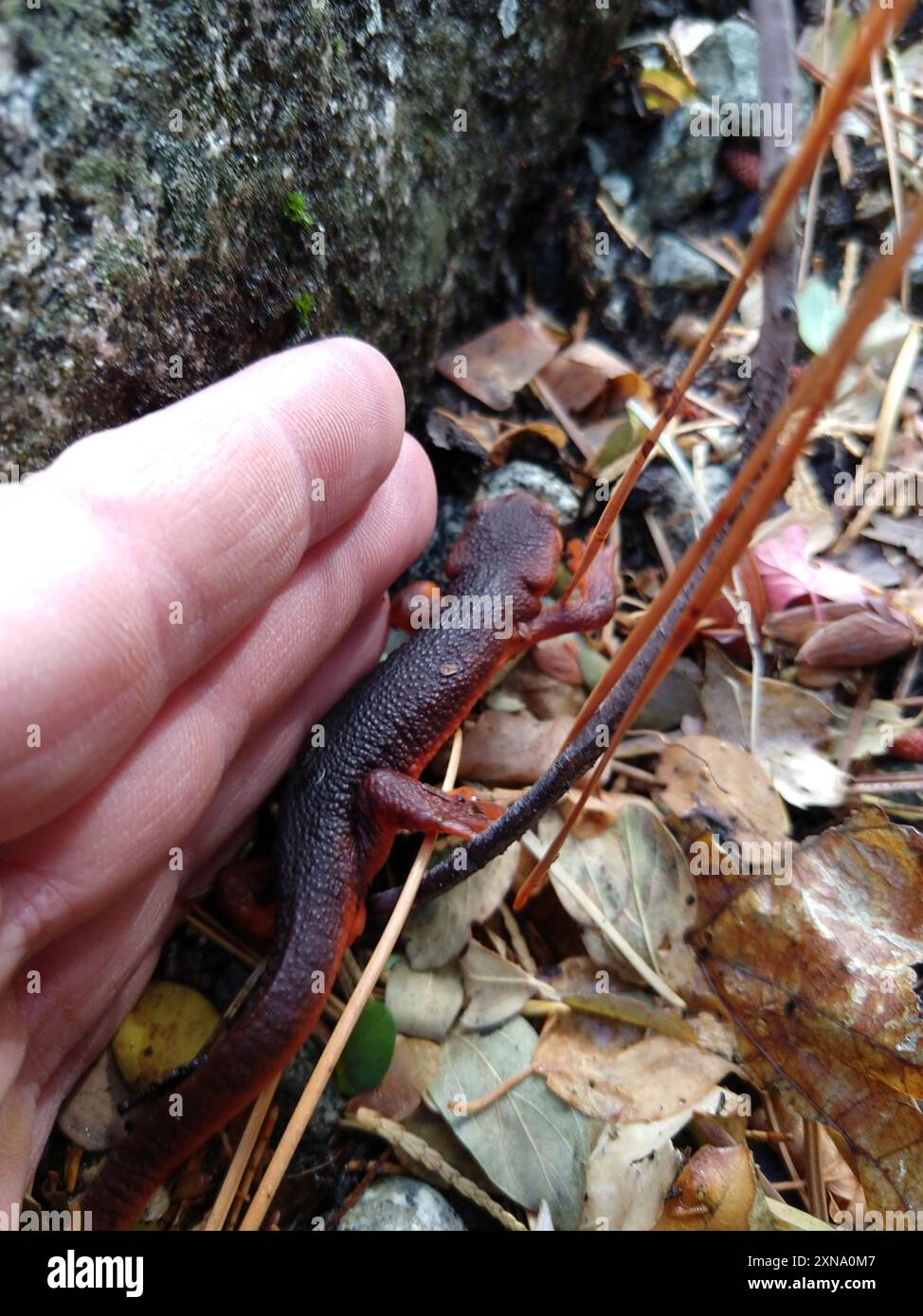 Sierra Newt (Taricha sierrae) Amphibia Stock Photo - Alamy