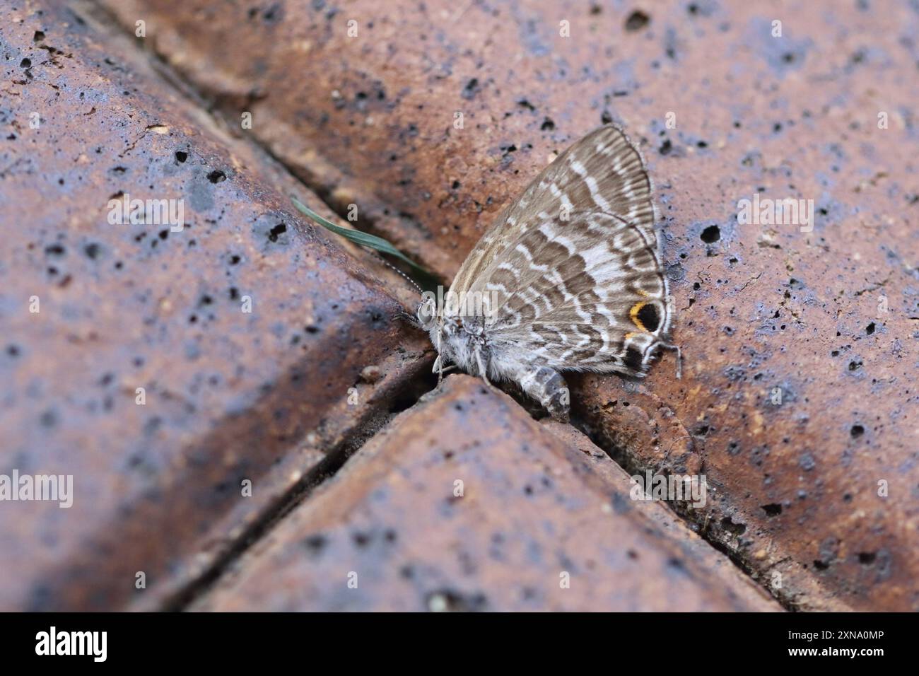 Cycad blue (Theclinesthes onycha) Insecta Stock Photo - Alamy