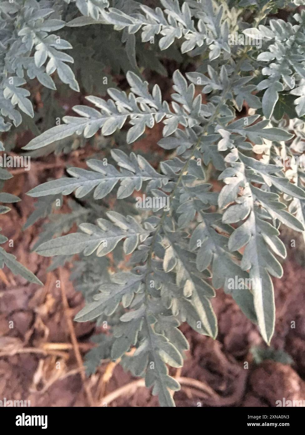 vascular plants (Tracheophyta) Plantae Stock Photo - Alamy