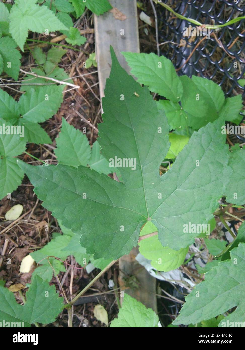 grape family (Vitaceae) Plantae Stock Photo - Alamy
