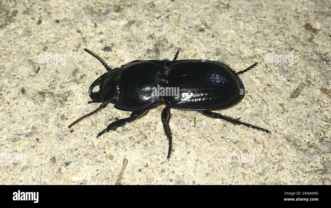 Moderately Smooth Warrior Beetle (Pasimachus sublaevis) Insecta Stock ...