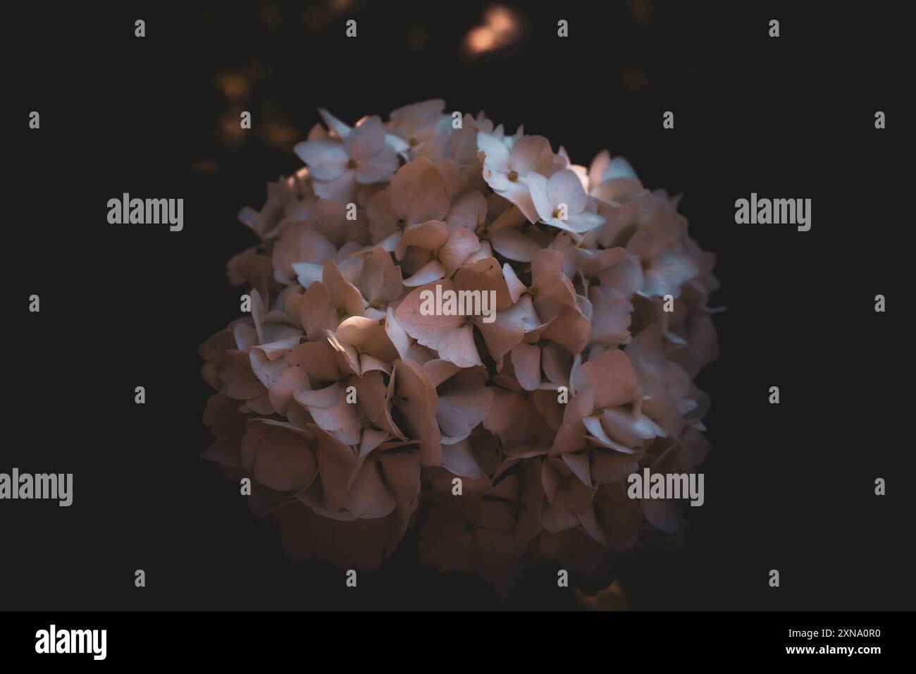 Pure white hydrangea hi-res stock photography and images - Alamy