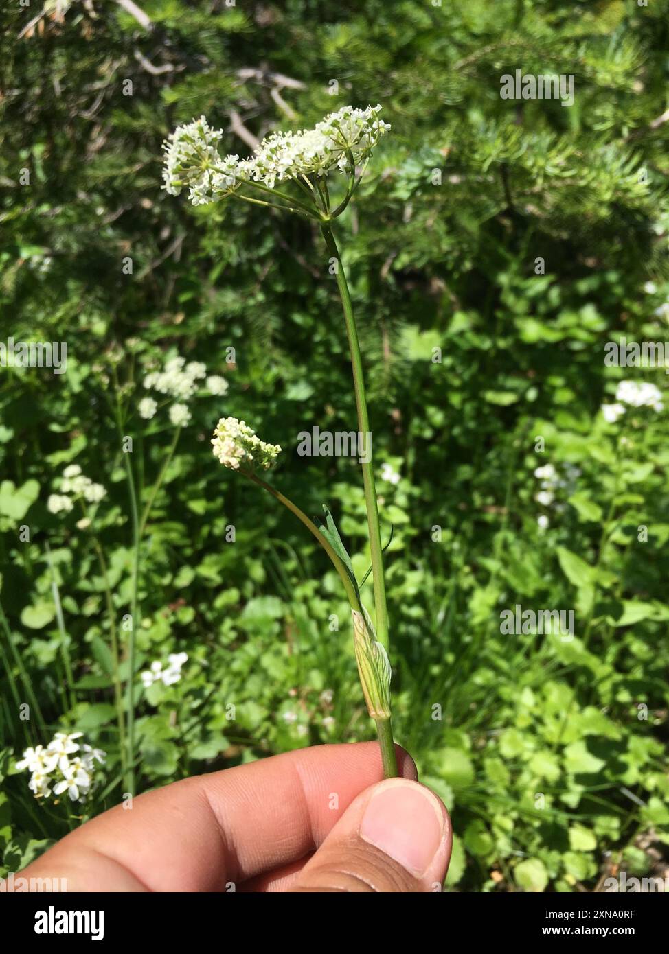 Oxypolis hi-res stock photography and images - Alamy