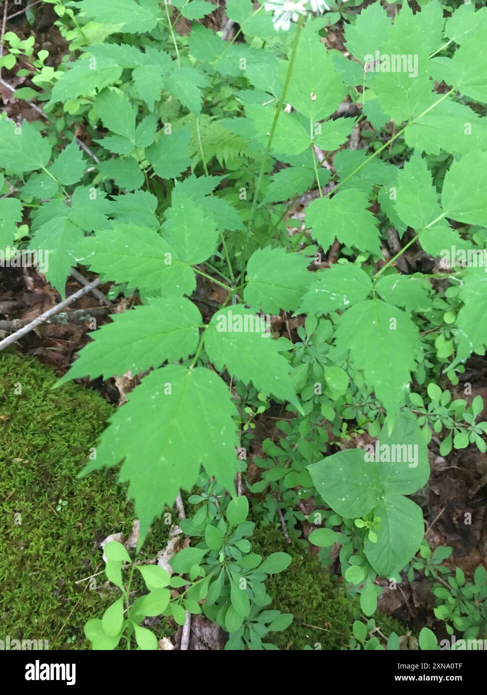 red baneberry (Actaea rubra) Plantae Stock Photo - Alamy