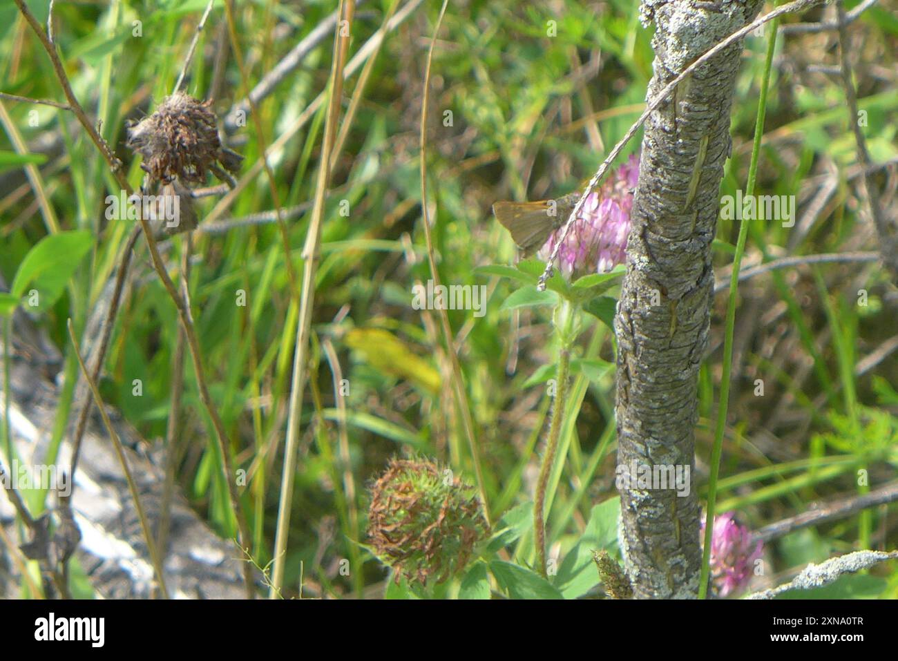 Tawny-edged Skipper (Polites themistocles) Insecta Stock Photo - Alamy