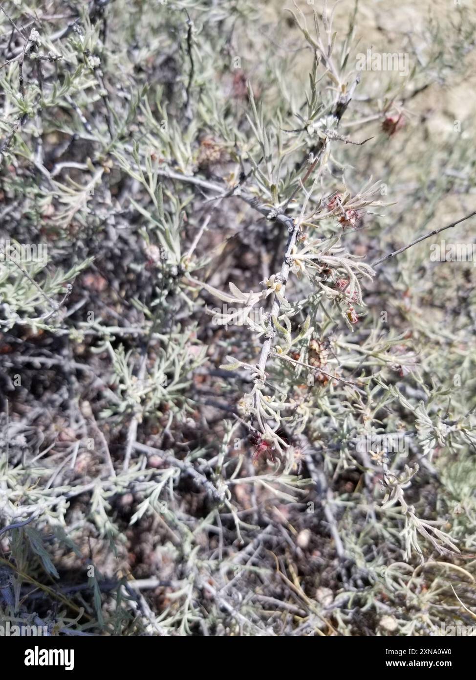 Littleleaf Rhatany (Krameria erecta) Plantae Stock Photo - Alamy