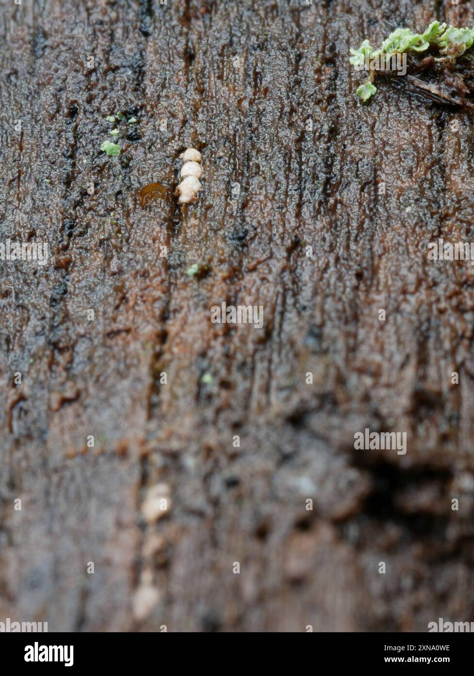 (Propolis farinosa) Fungi Stock Photo - Alamy