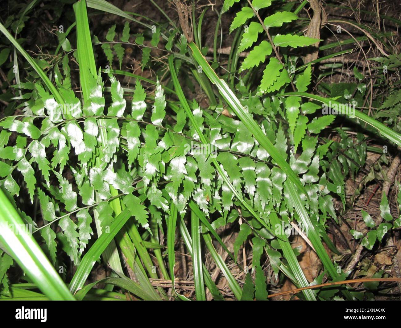 Mare's Tail Fern (Asplenium polyodon) Plantae Stock Photo - Alamy