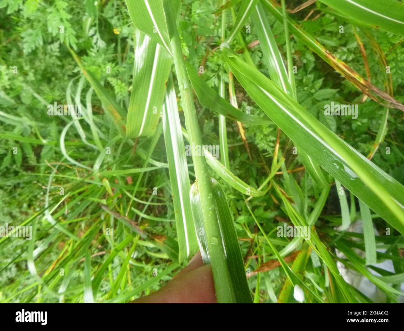 grasses (Poaceae) Plantae Stock Photo - Alamy