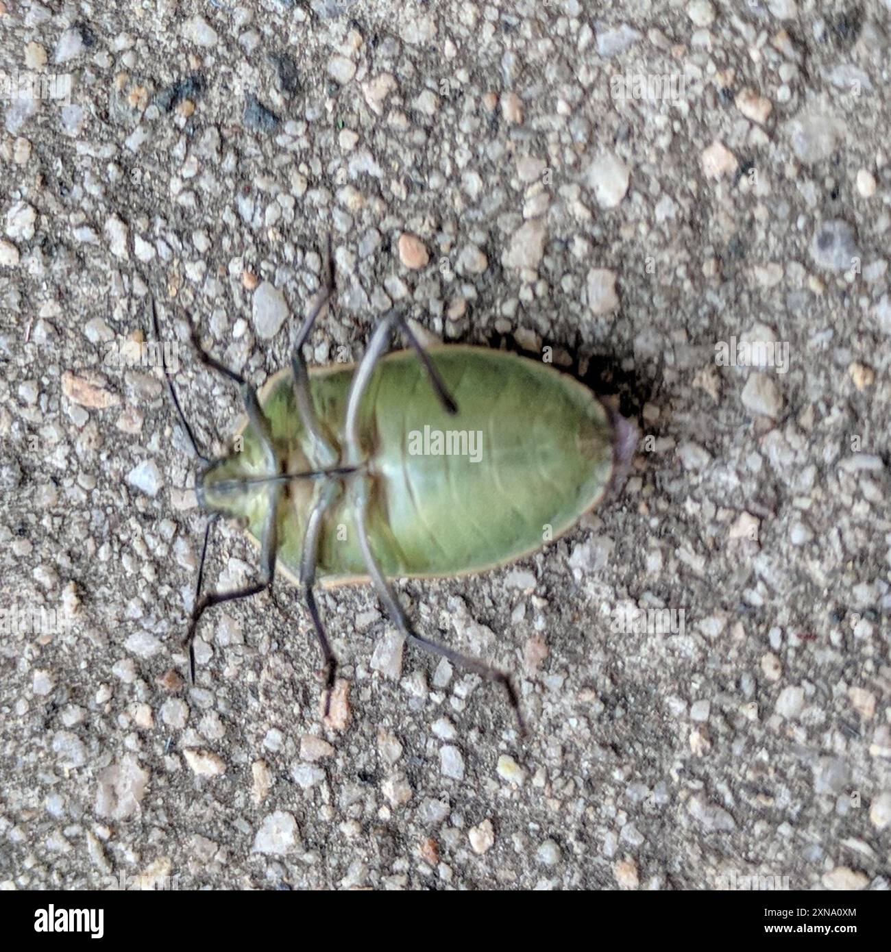 Say's Stink Bug (Chlorochroa sayi) Insecta Stock Photo - Alamy