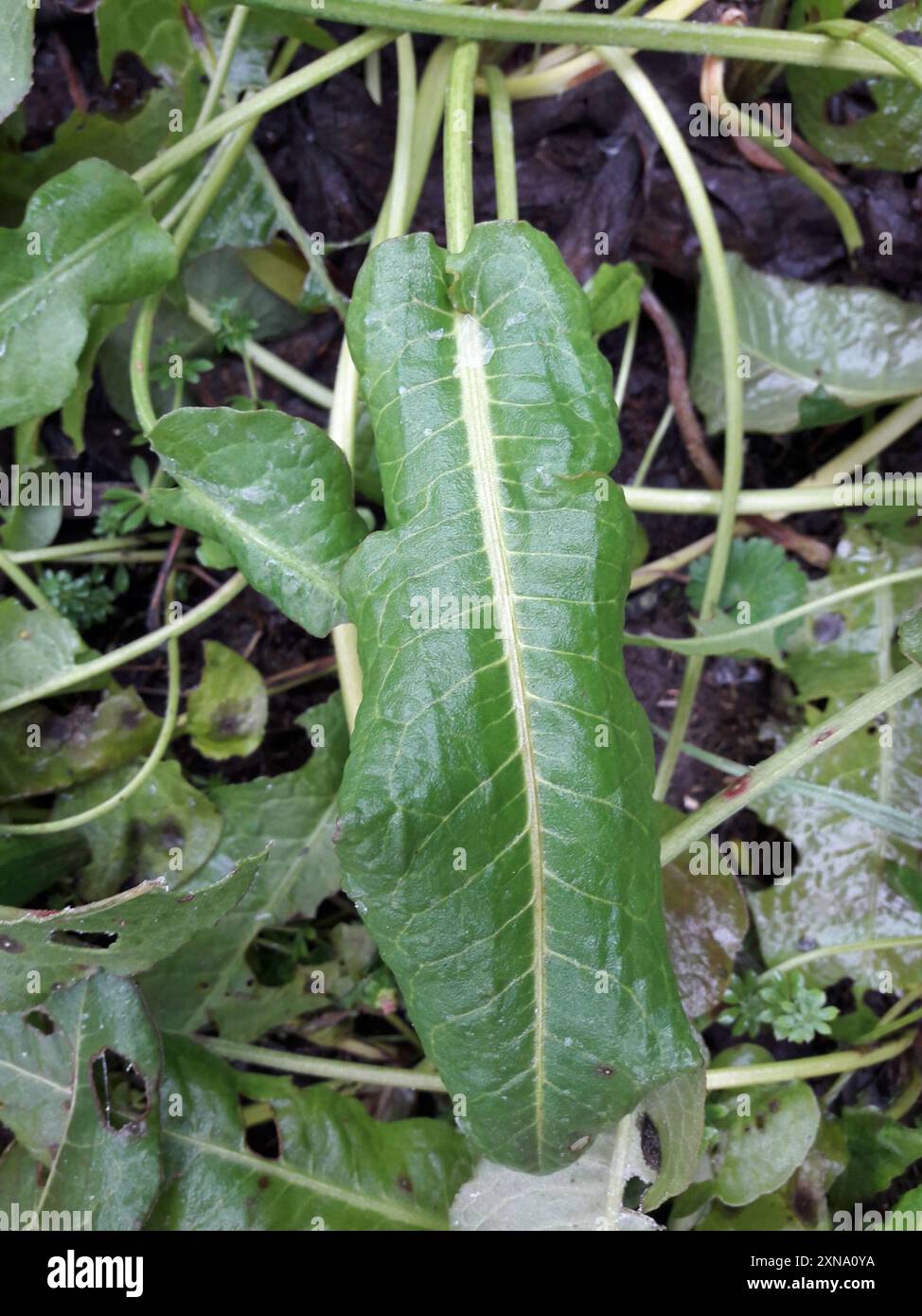 Clustered Dock (Rumex conglomeratus) Plantae Stock Photo - Alamy