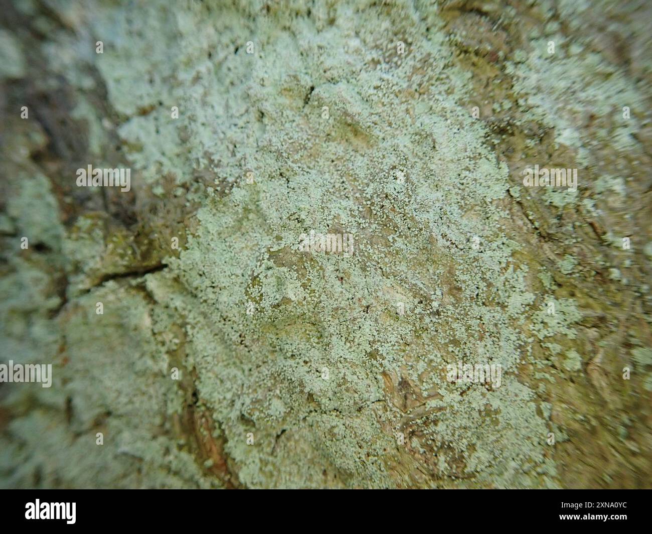 Fluffy Dust Lichen (Lepraria finkii) Fungi Stock Photo - Alamy